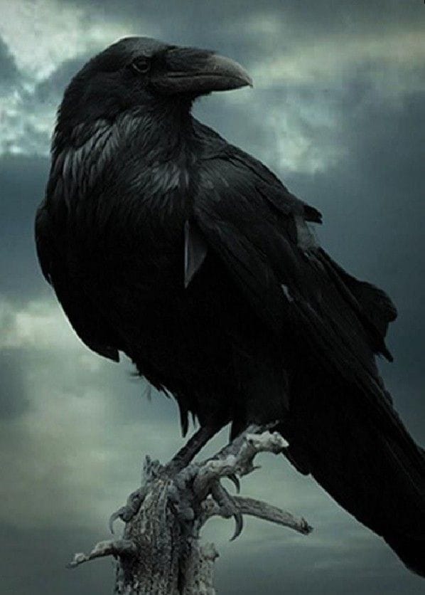 Pin by Angie Campbell on Corvids & Wolves | Raven spirit animal, Raven ...