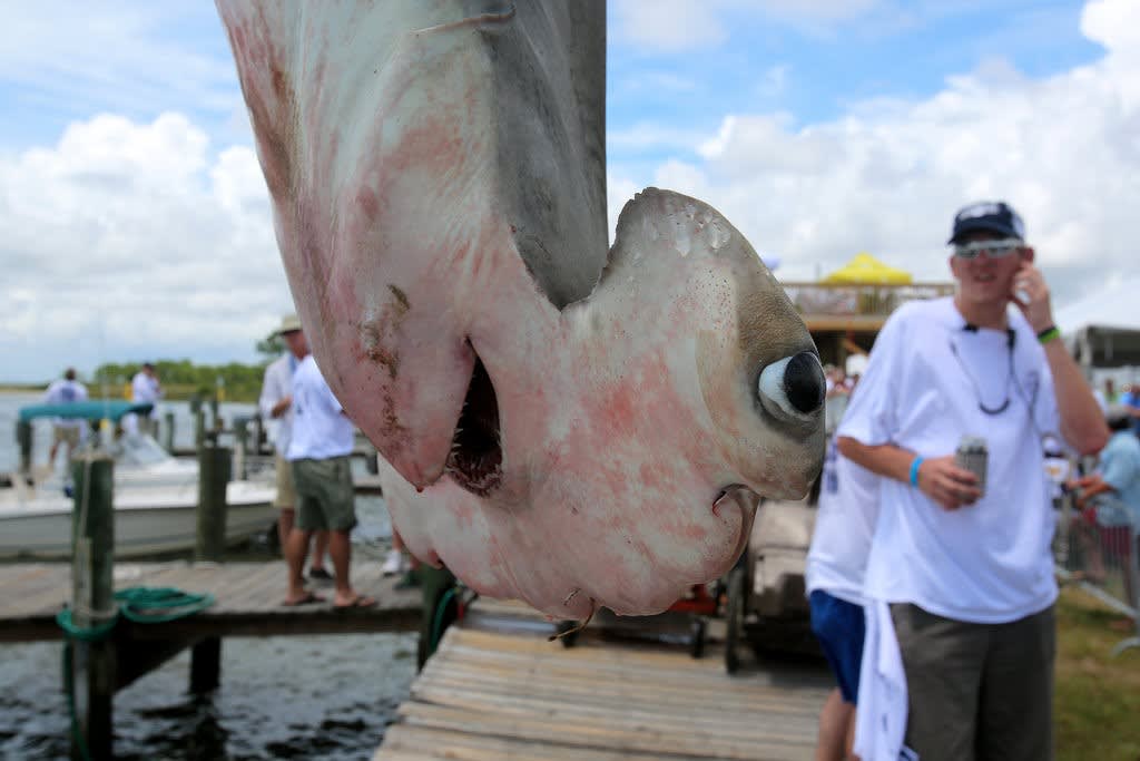 Alabama Deep Sea Fishing Rodeo (14-17 July) STARTS TOMORROW! On the ...