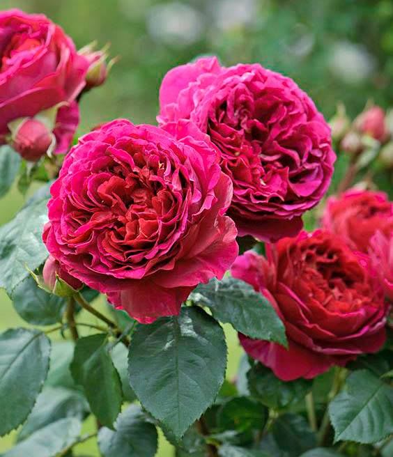 Rosa 'Heathcliff' | Hybrid tea roses, Shrub roses, Beautiful flowers