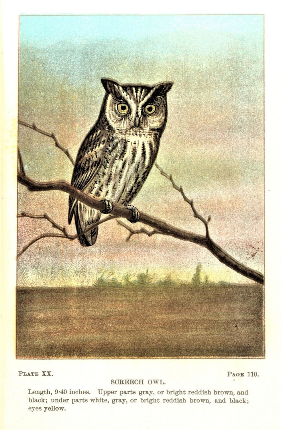 Monday Motivation Owl This Eastern Screech Owl (Megascops asio) is ...