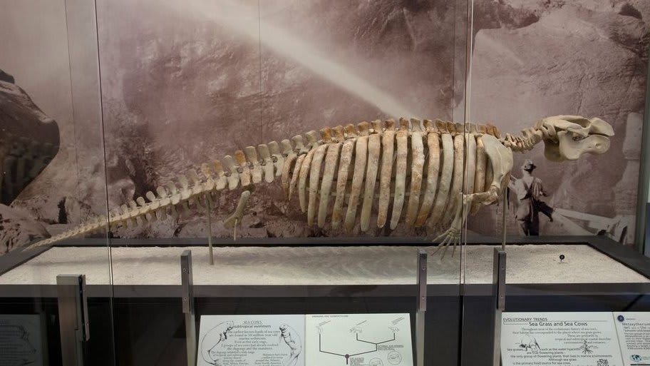 Happy FossilFriday! Meet the 12-million-year-old extinct dugong ...