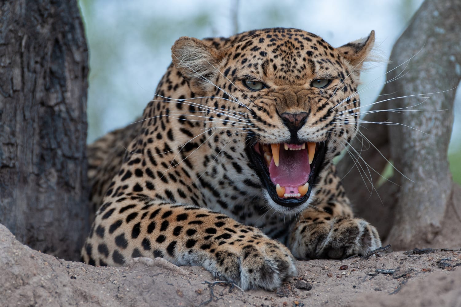 Wild Leopard in Africa