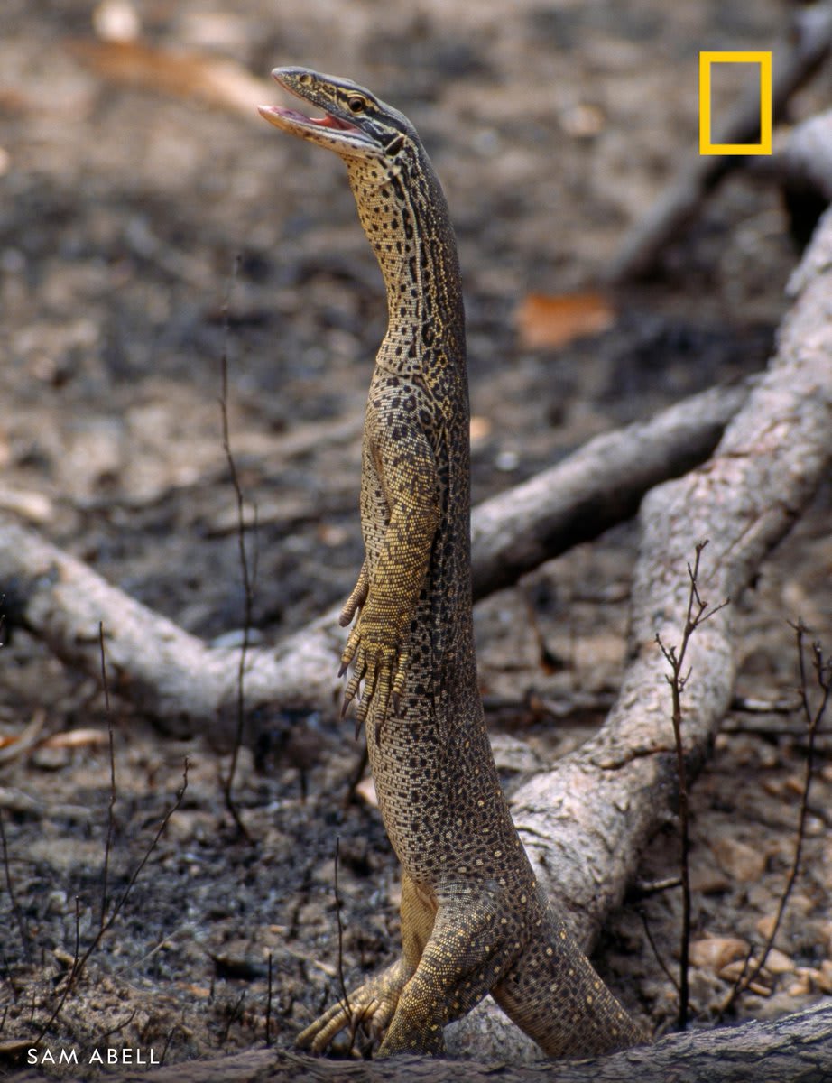 A yellow-spotted monitor lizard stands upright, Queensland, Australia.