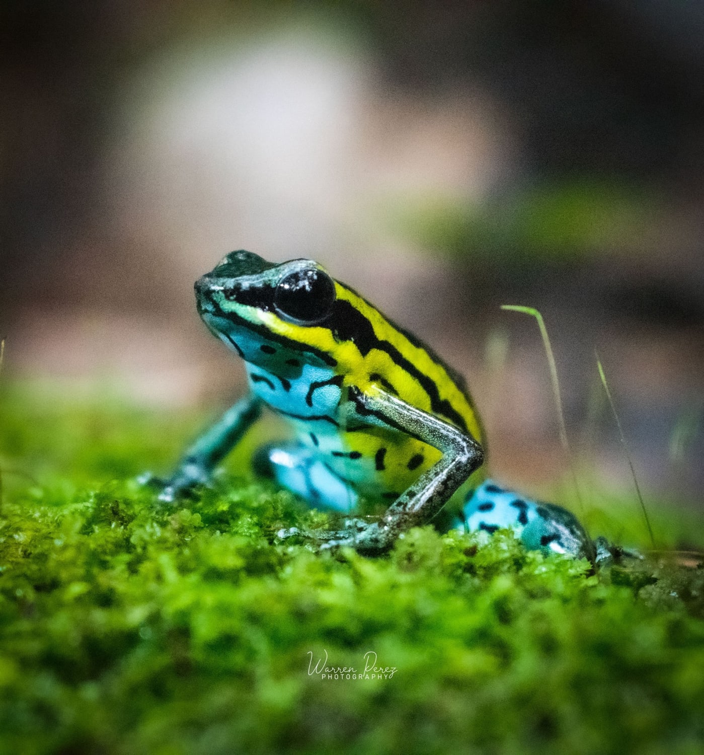 Pongo Poison Frog (Ameerega pongoensis), family Dendrobatidae ...