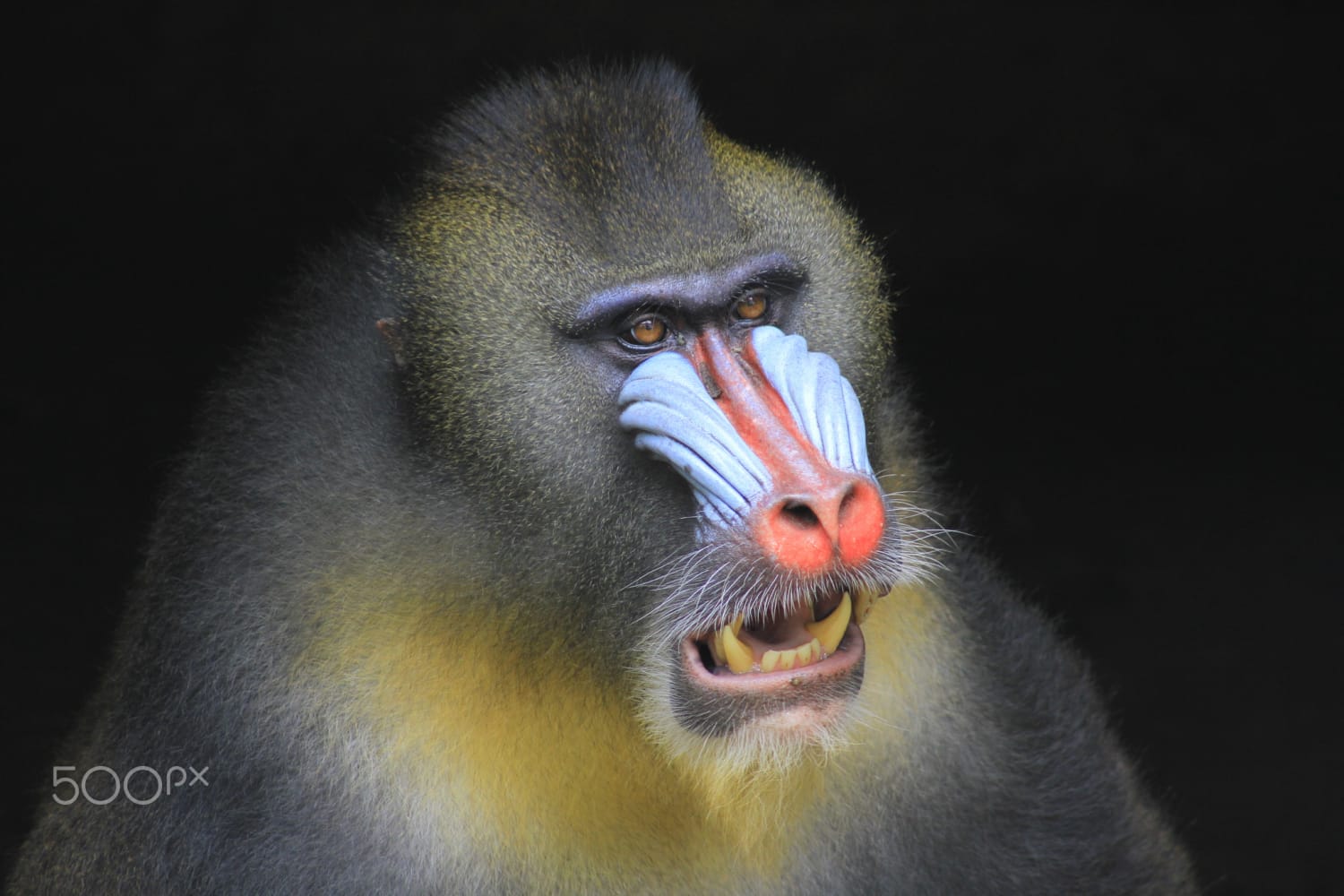 Mandrill