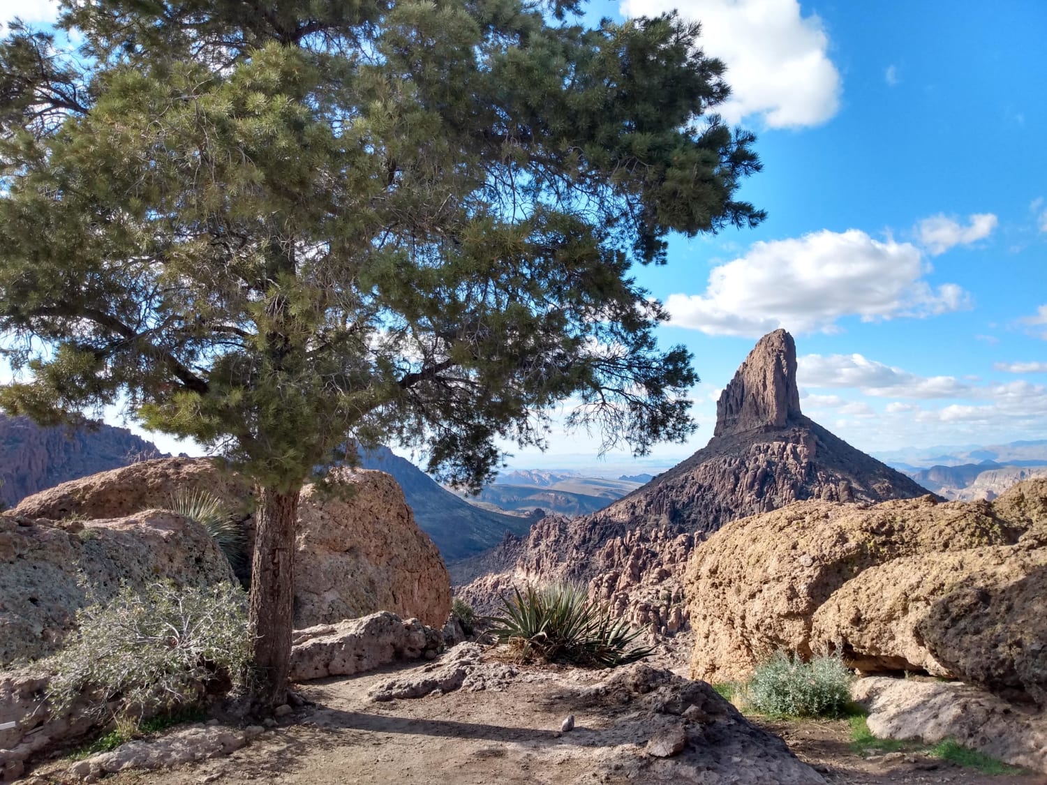 Lone Tree and Weavers Needle in the Superstition Wilderness, AZ, US