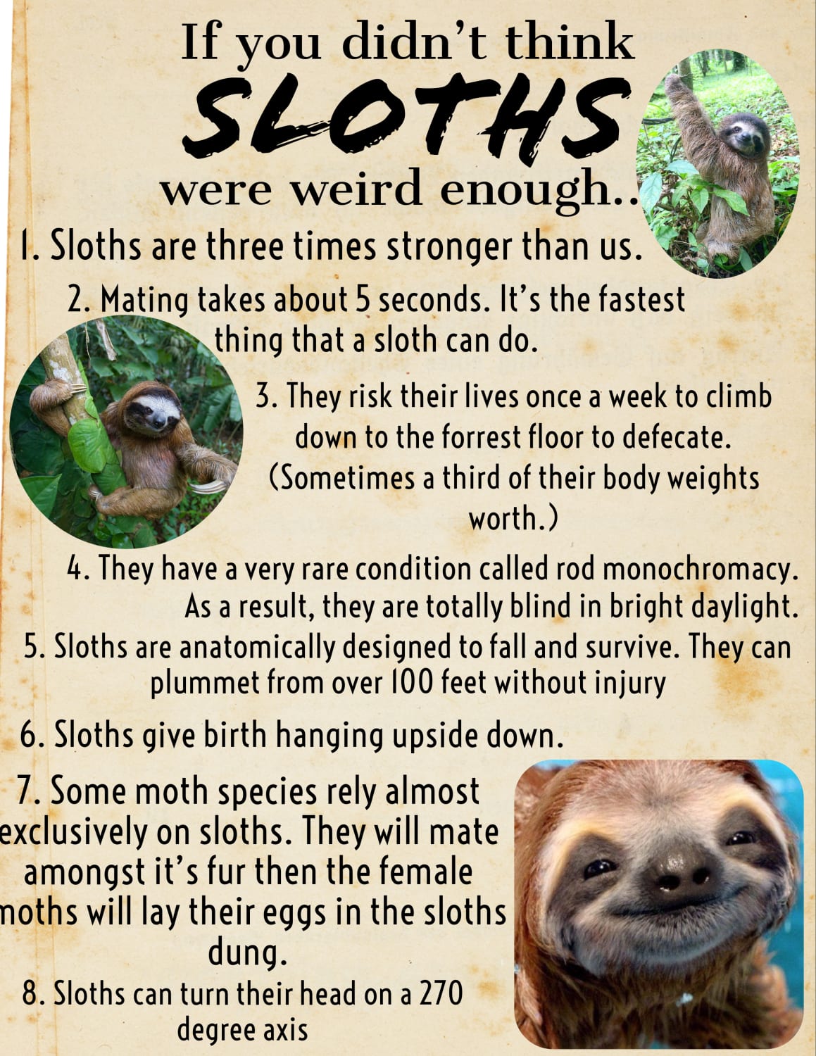 Strange and Interesting Facts: Sloth (Requested by u/UnitedSloth) There were so many interesting ...