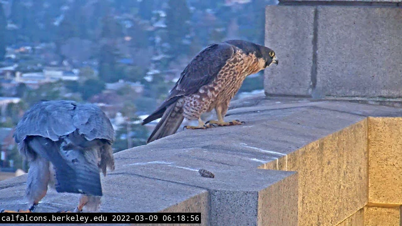 3-9-22 Early Morning Visit by Juvenile Female