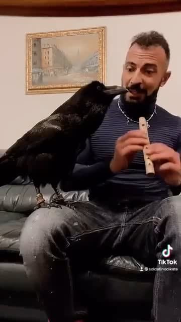 A Raven Singing Along To His Owners Flute