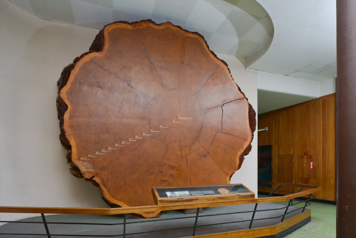 Exhibit of the Day: the slice of giant sequoia from the Hall of North ...