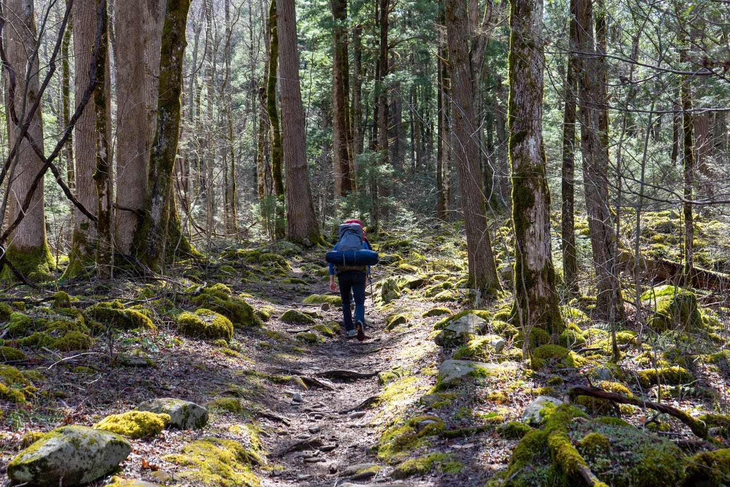 Low Gap Trail, Great Smoky Mountains NP, NC