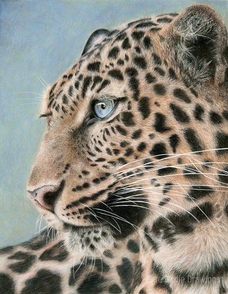 "Leopard", Me, Colored pencils, 2020