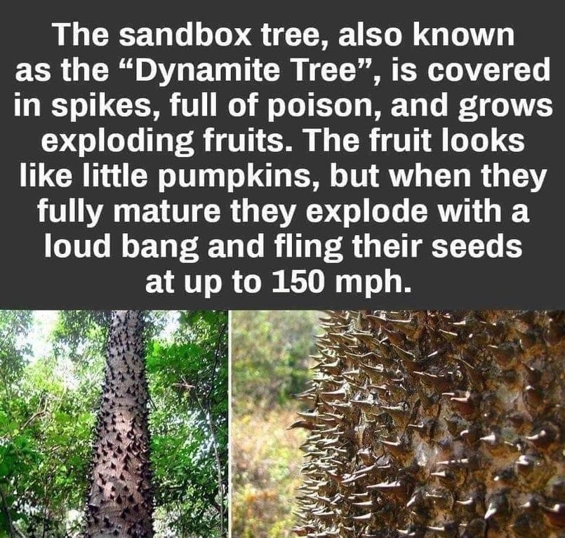 I wonder how aliens would react to a spiky tree with fruit that ...