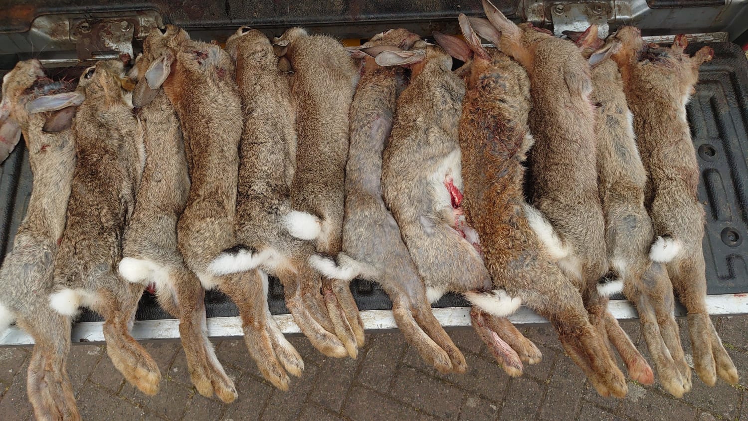 Out shooting rabbits last night for a butchers order👍