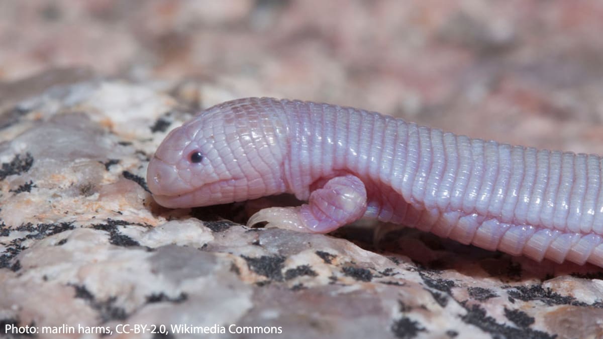 What’s pink, has forelimbs (but not hind-limbs), and spends most of its ...