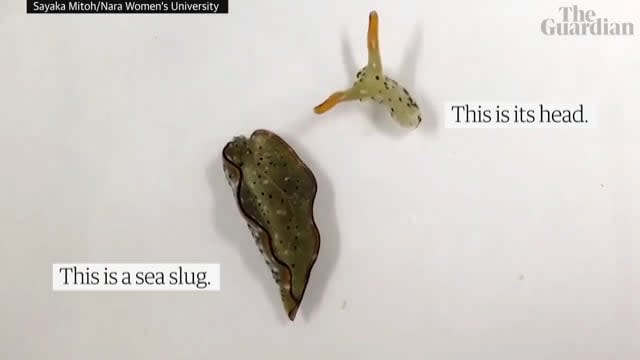 This sea slug has the remarkable ability to self decapitate and then ...