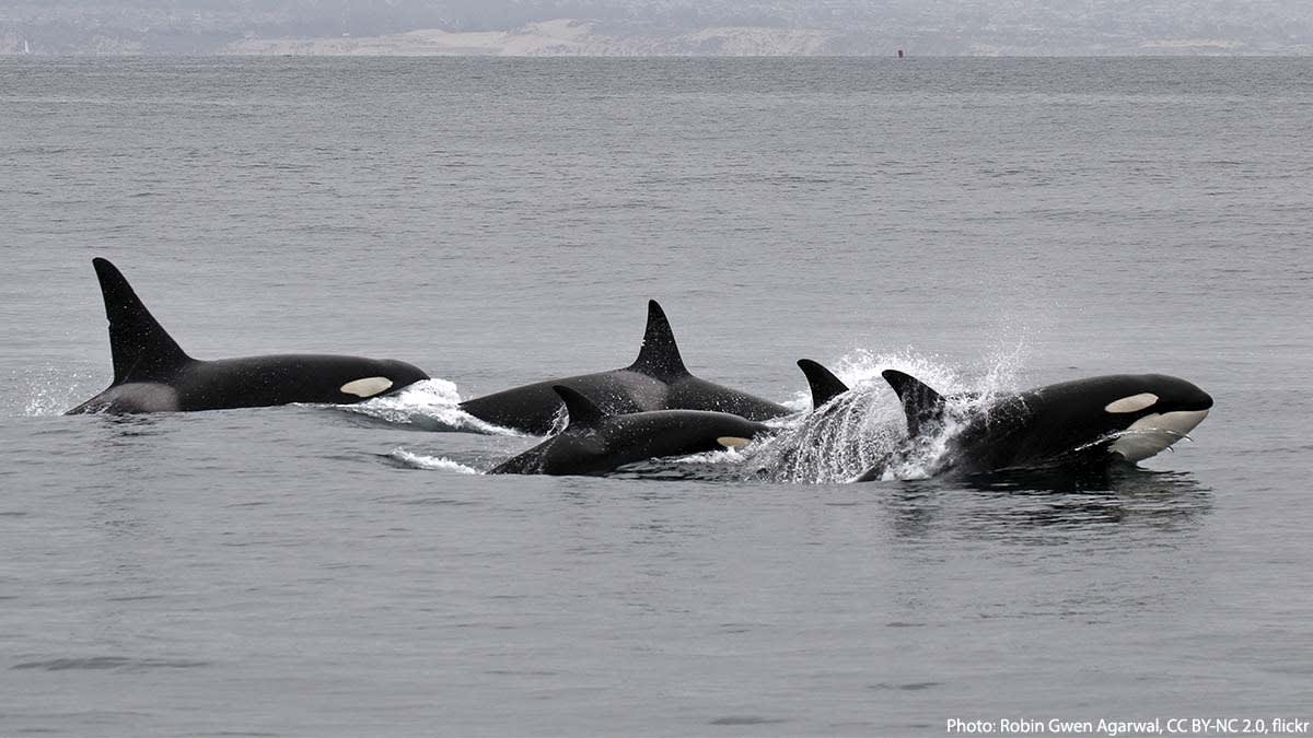 Orcas stay with their pods for life. While a lone orca can catch a fish ...