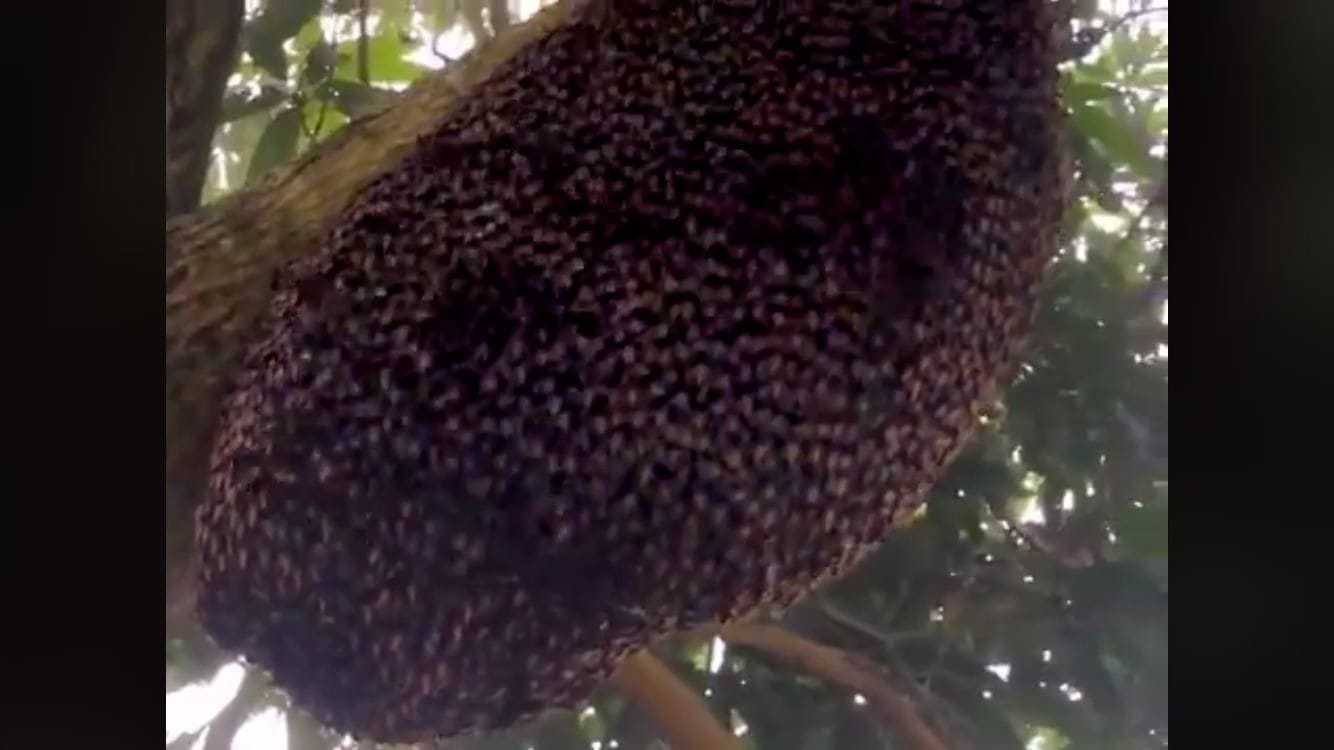 Giant honeybees use a collective defense known as "shimmering" to deter ...