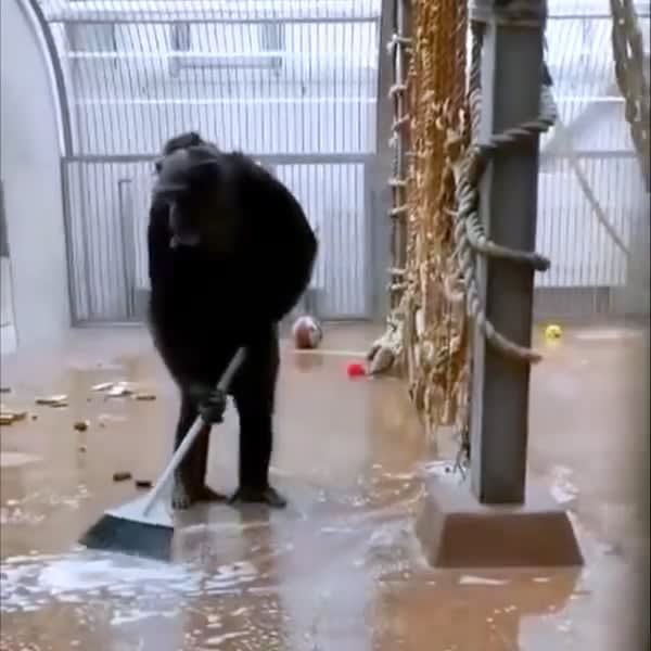 A Keeper At Tallinn Zoo Forgot a Broom In The Chimpanzee Enclosure ...