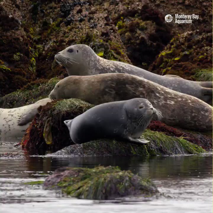 It's Friday sooooo here's a montage of Monterey Bay marine mammals ...