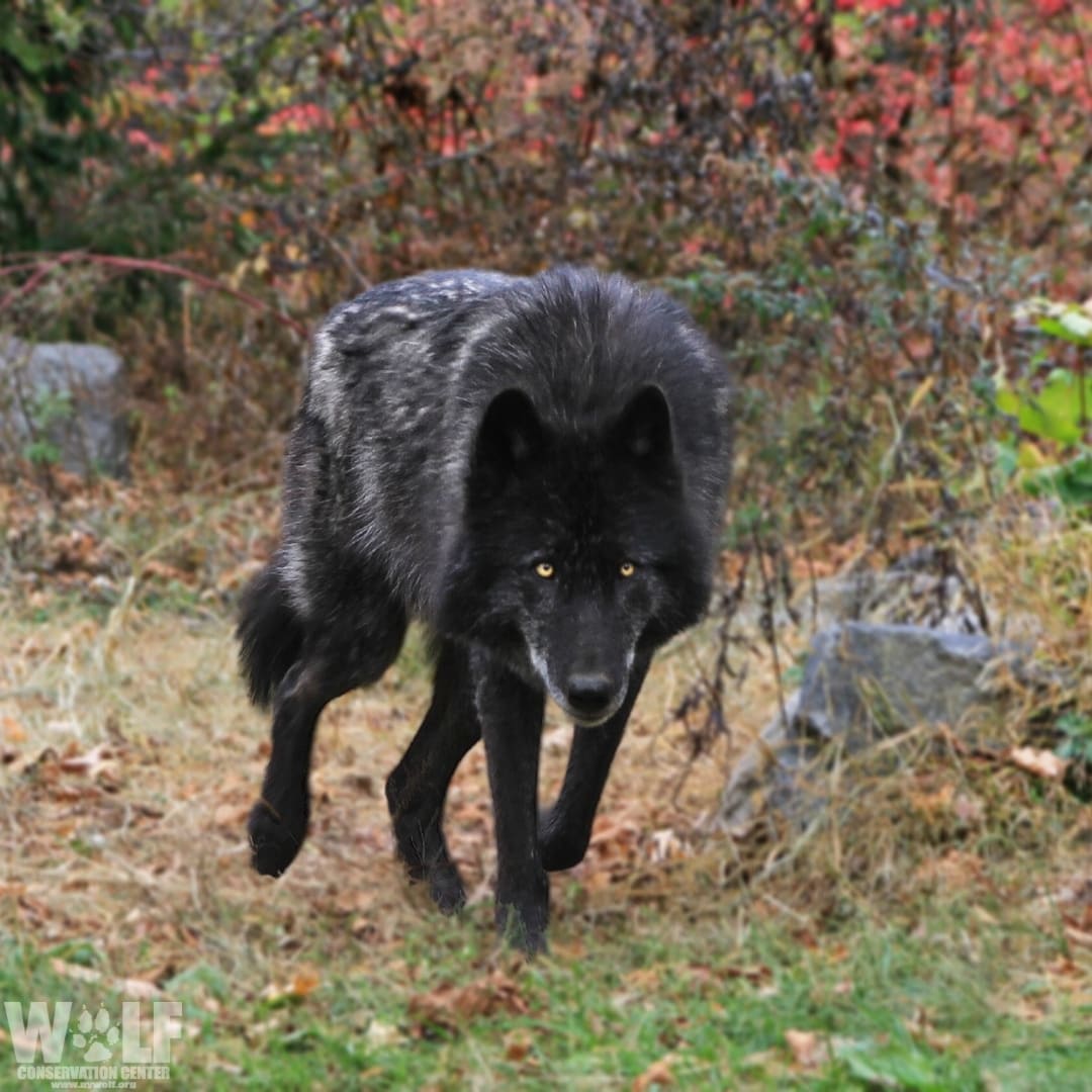 Did you know that a wolf's coat color has a surprising link to overall ...