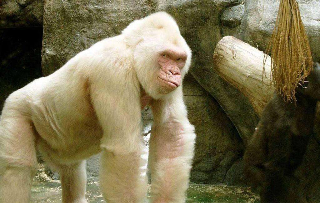 Snowflake (Copito de Nieve) was the world’s only known albino gorilla ...