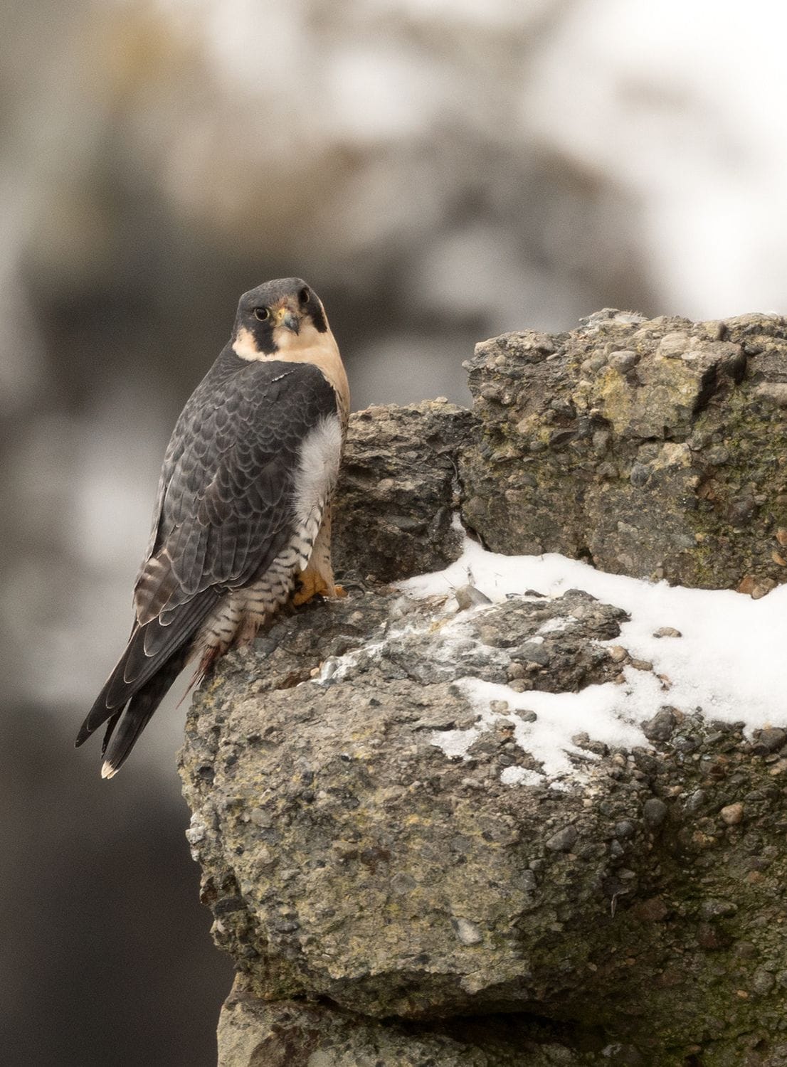 Peregrine Falcon In Winter