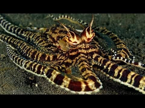 Mimic octopus is most mesmerizing octopus in the ocean. It was first ...