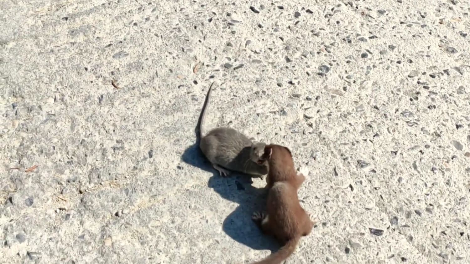 Stoat killing a rat