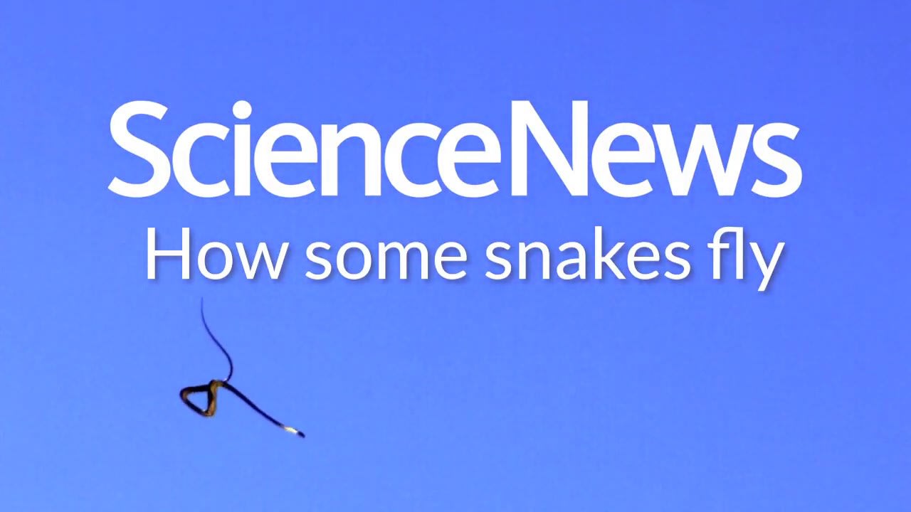 How some snakes fly | Science News