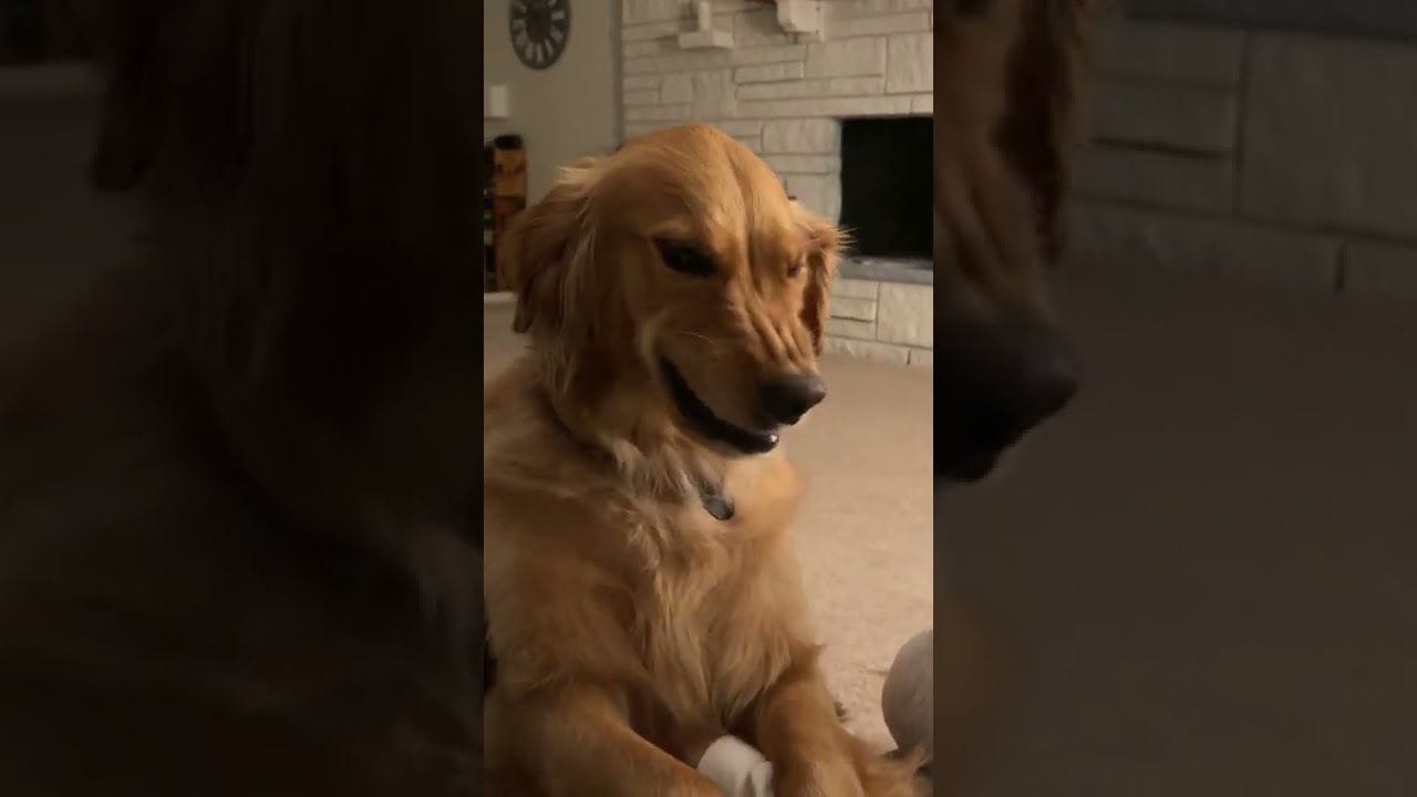 Golden Retriever Gives Awkward Grin || ViralHog
