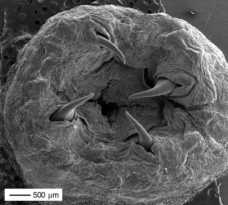 Fangs of copper poke threateningly from this nightmare marine worm's ...