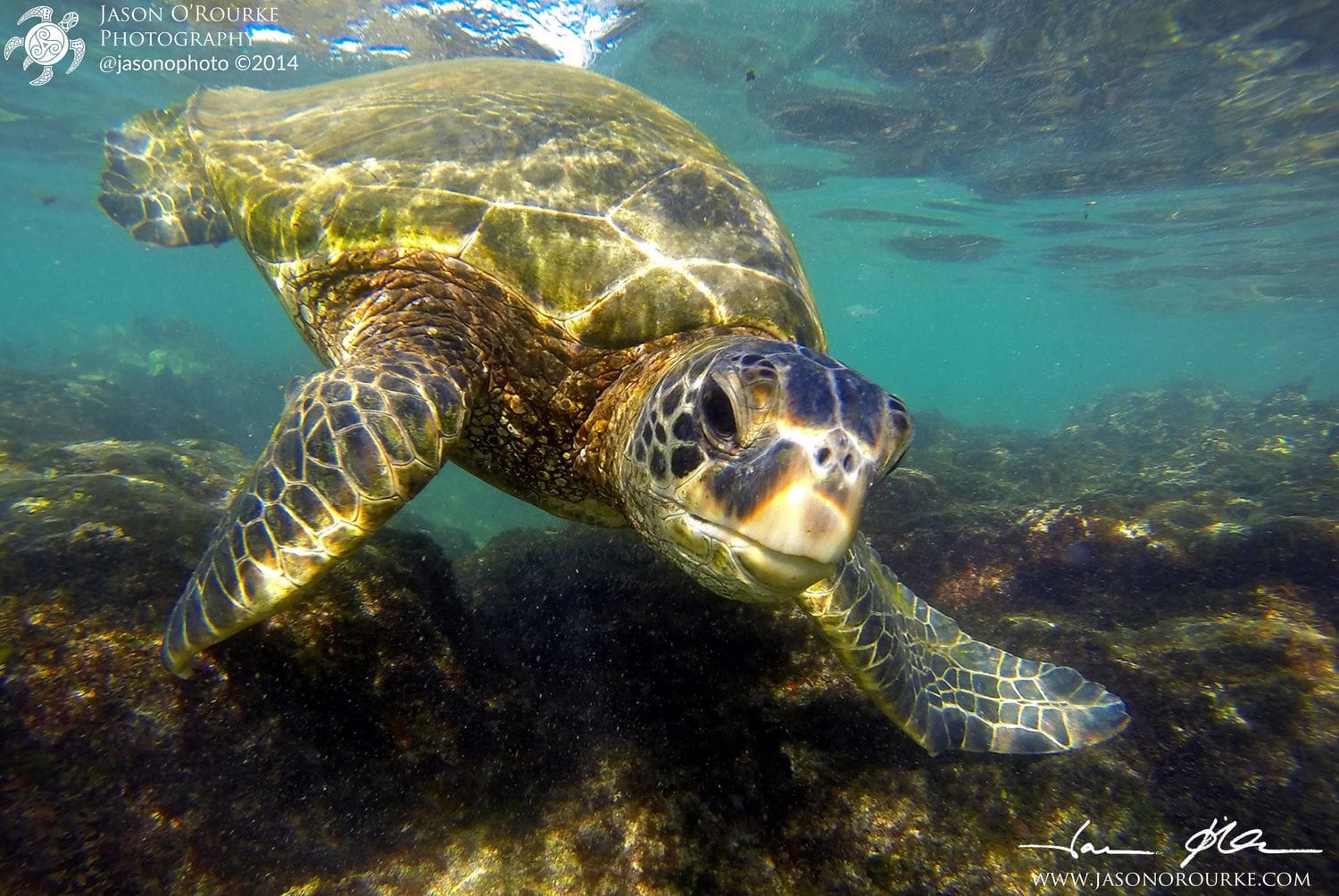 Swimming in Napili Bay with a Hawaiian green sea turtle (chelonia mydas ...