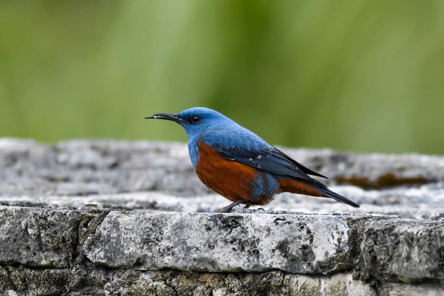Blue Rock Thrush