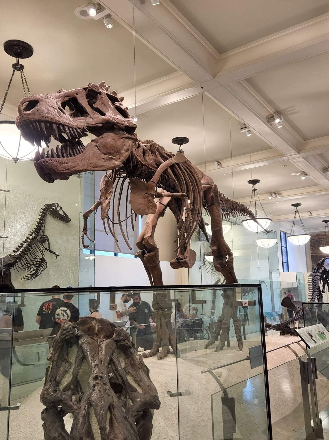 Tyrannosaurus Rex, AMNH 5027. Discovered 1908 by Barnum Brown. This ...