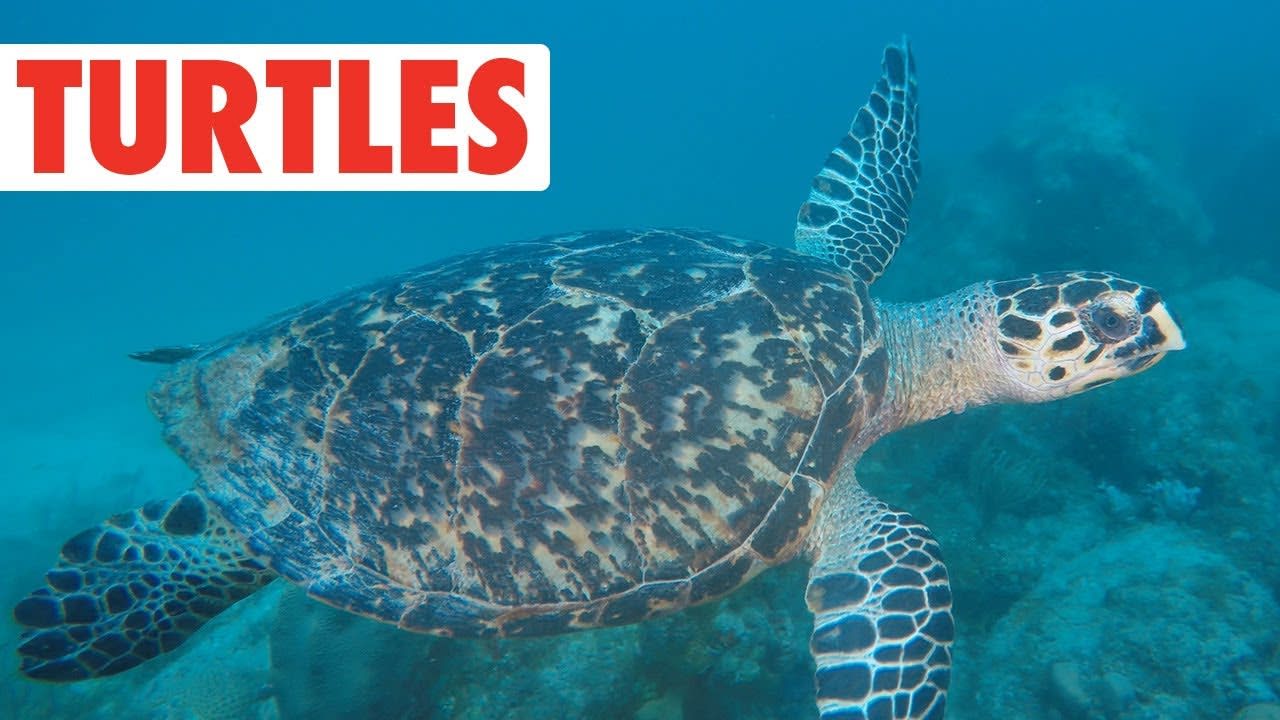 Terrific Turtles Compilation | Shell Bois!