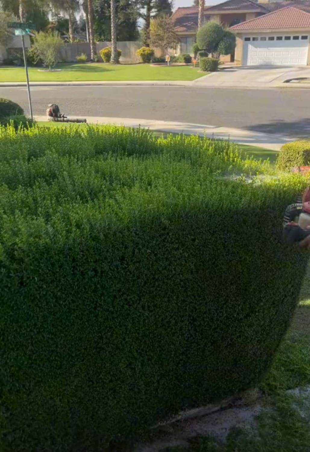Very satisfying bush trimming.