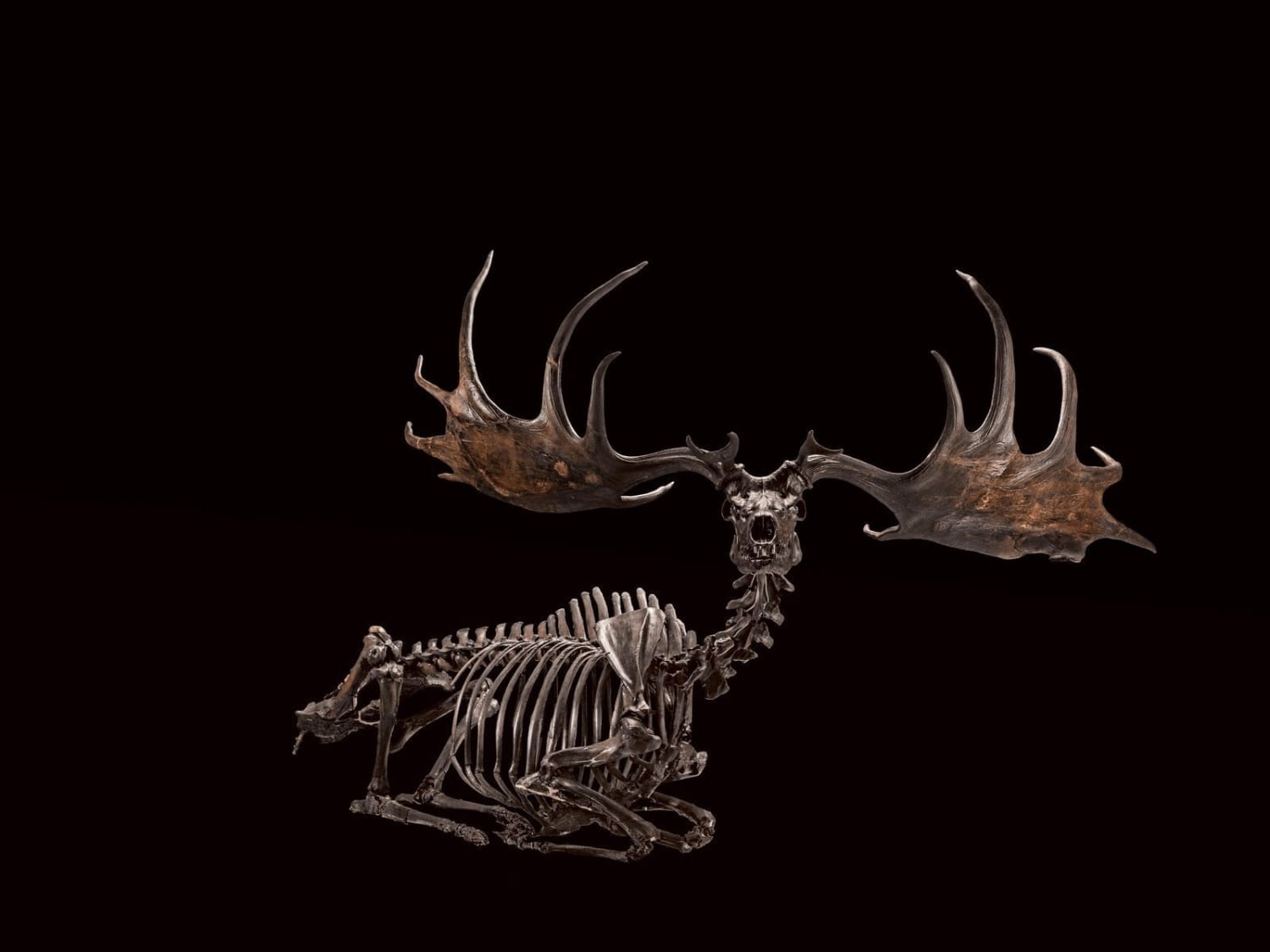 The extinct Irish elk had the biggest antlers EVER. And you know what ...
