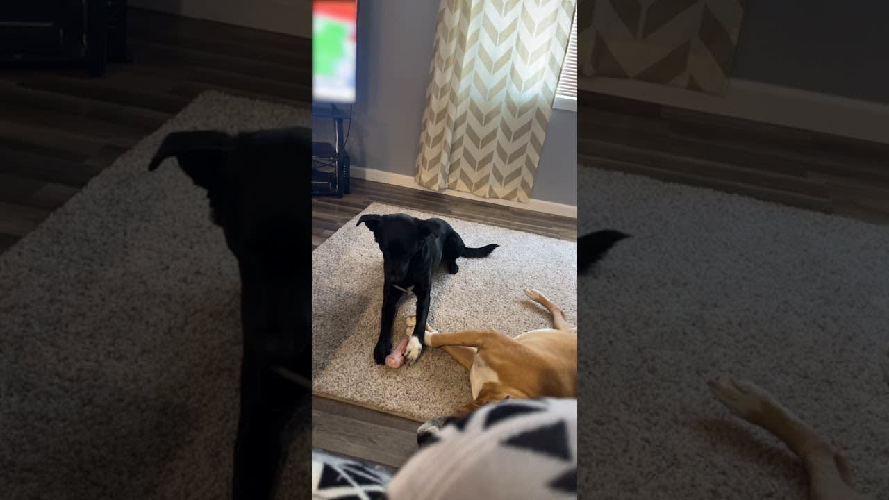 Sneaky Dog Steals Treat From Another Sleeping Dog - 1259420