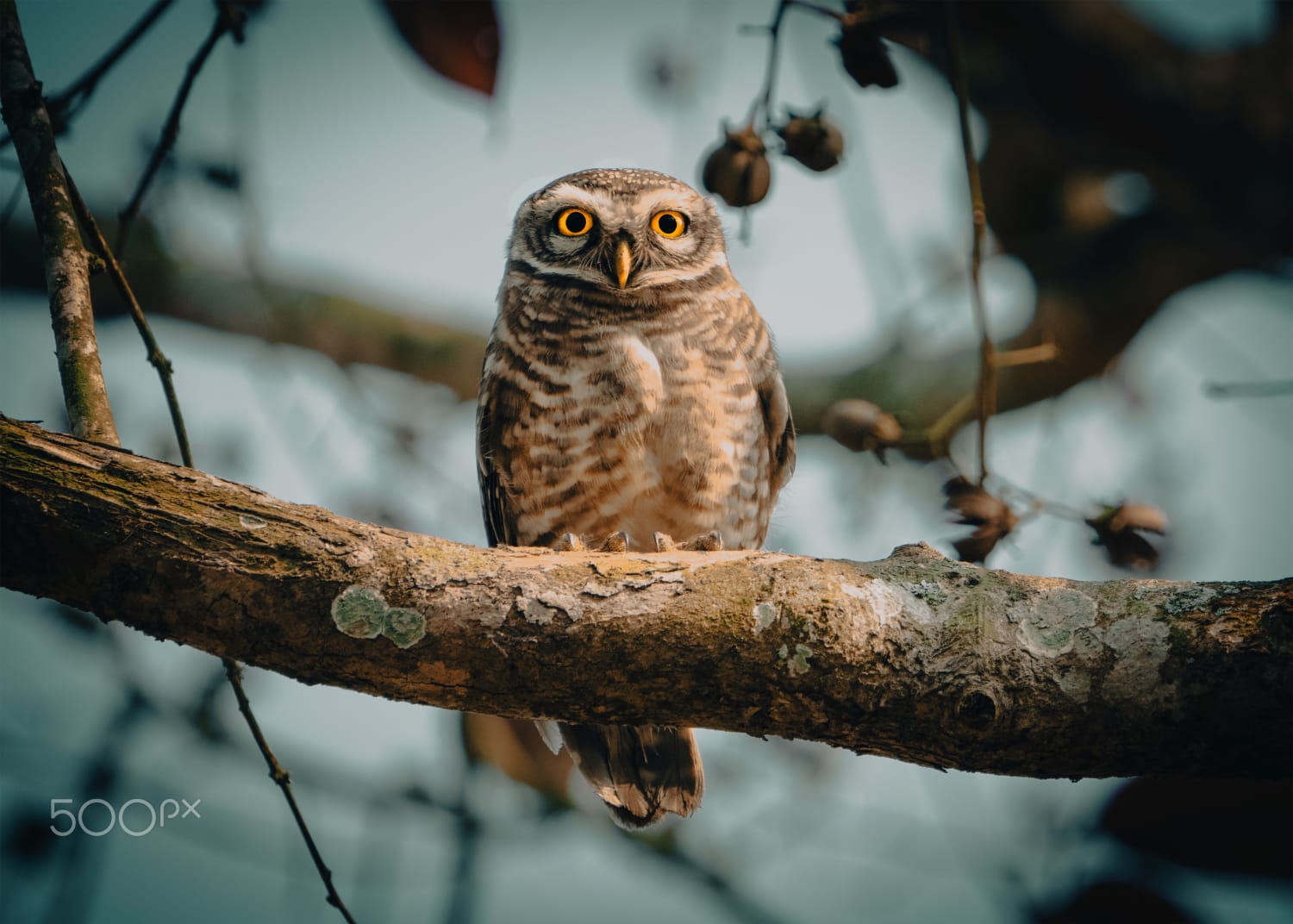 Spotted owlet