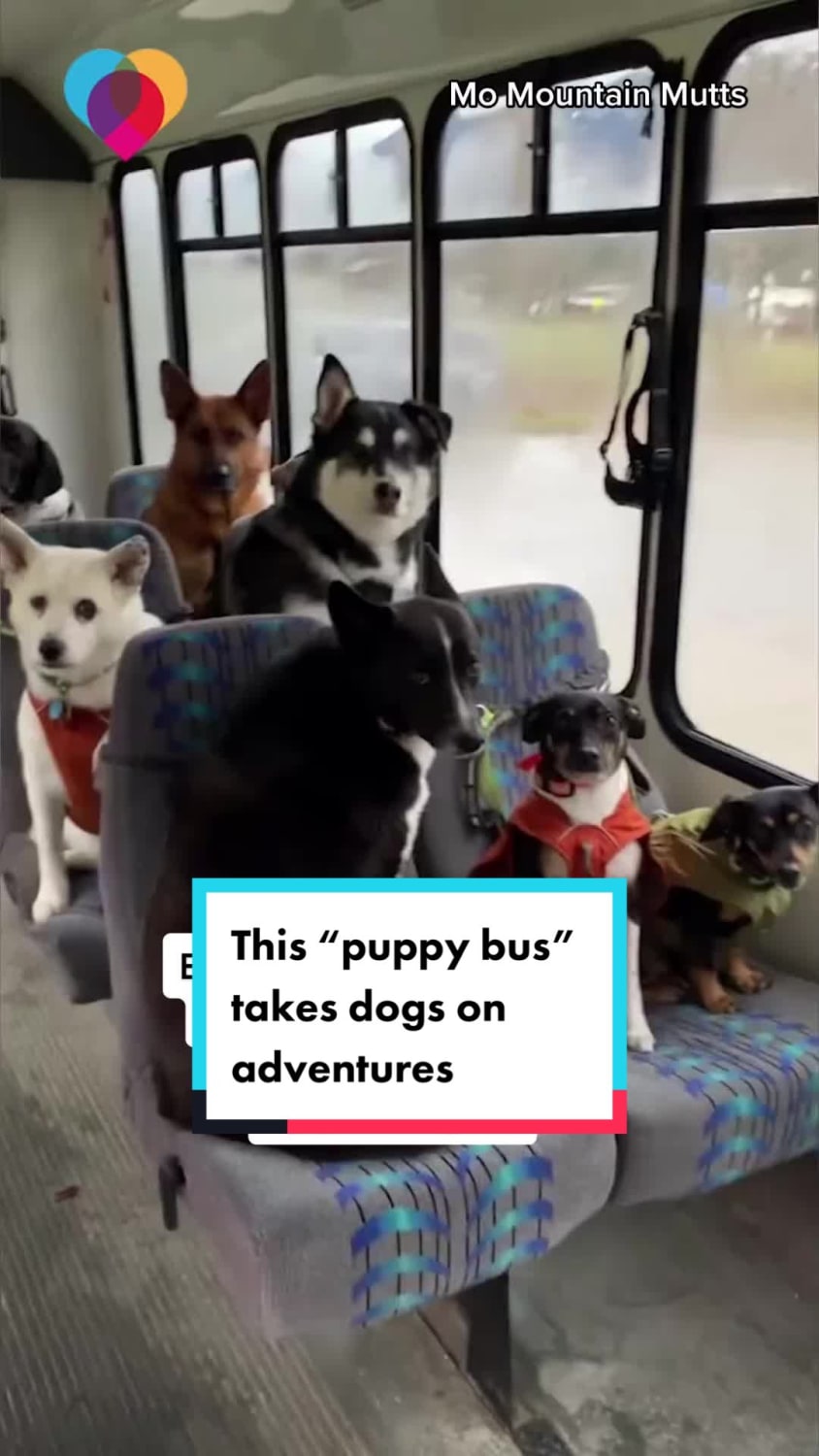 This "puppy bus" in Alaska picks up these fur babies every day — and ...