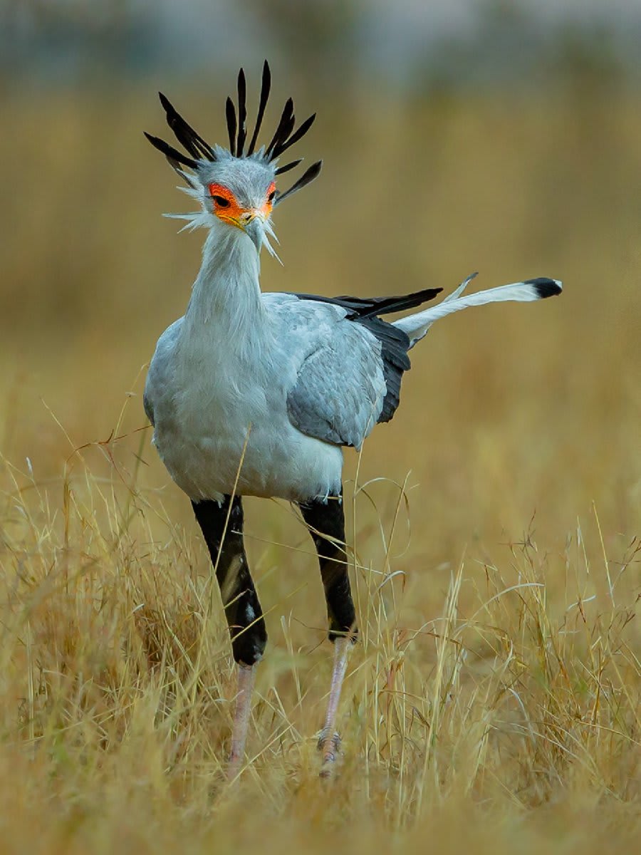 Legs and lashes. That’s all we’re gonna say. The secretary bird is an ...