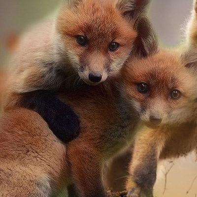 What Are the Different Versions of Firefox (And Which One Is Best for You)?