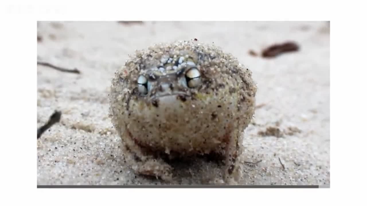 The Desert Rain Frog (Breviceps macrops) produces a high-pitched ...