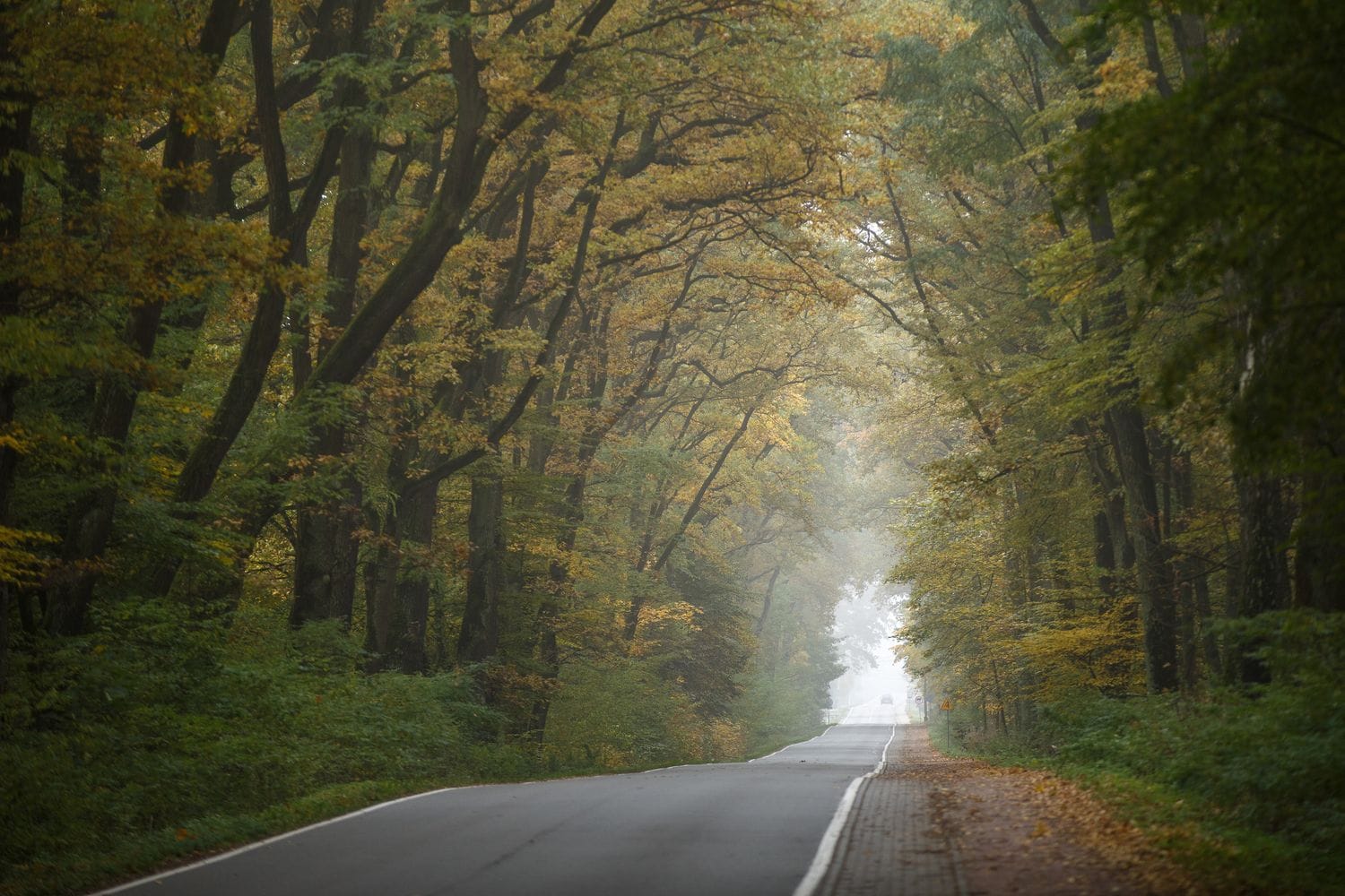 Tree tunnel