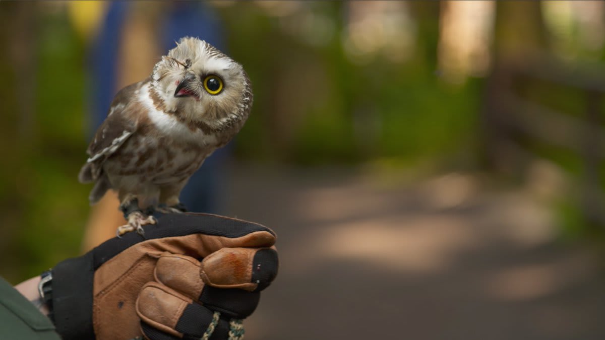 Tito, a northern saw-whet owl, meets some guests at the Alaska Raptor ...