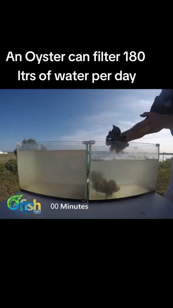 Oysters Filter Dirty Water Clear In 30 Minutes