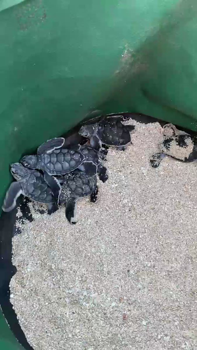 Baby sea turtles to brighten your Sunday! 🐢 Earlier this month ...