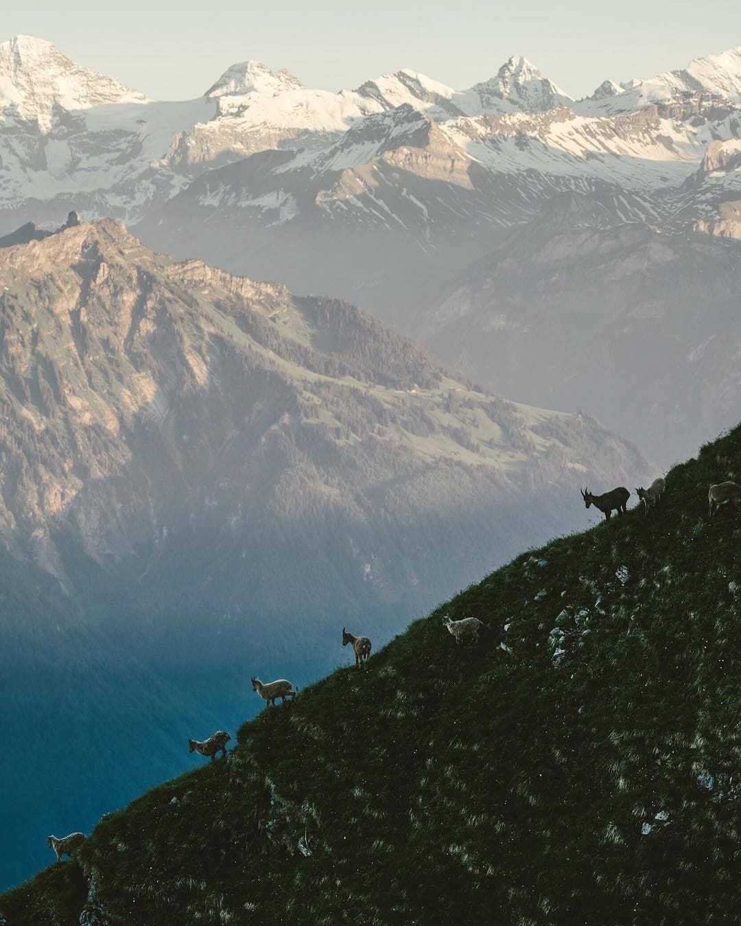 Definitely the best climbers out there! #feelthealps http://ift.tt/2oNrPj8