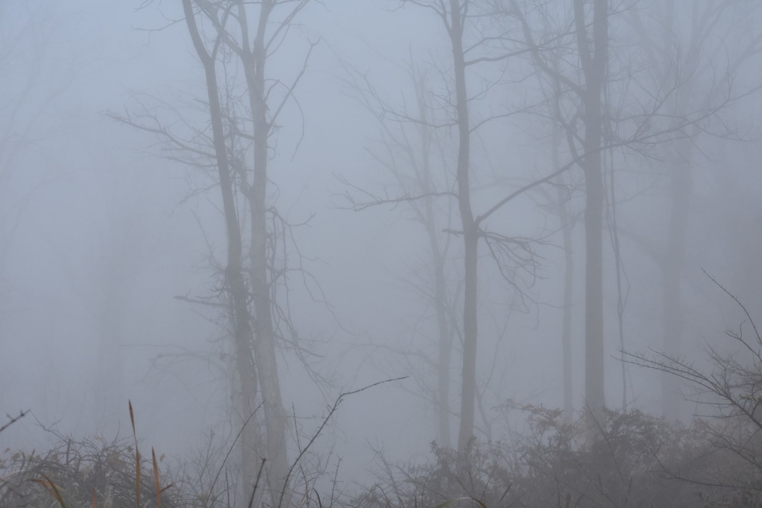 Tap to add one black mana.